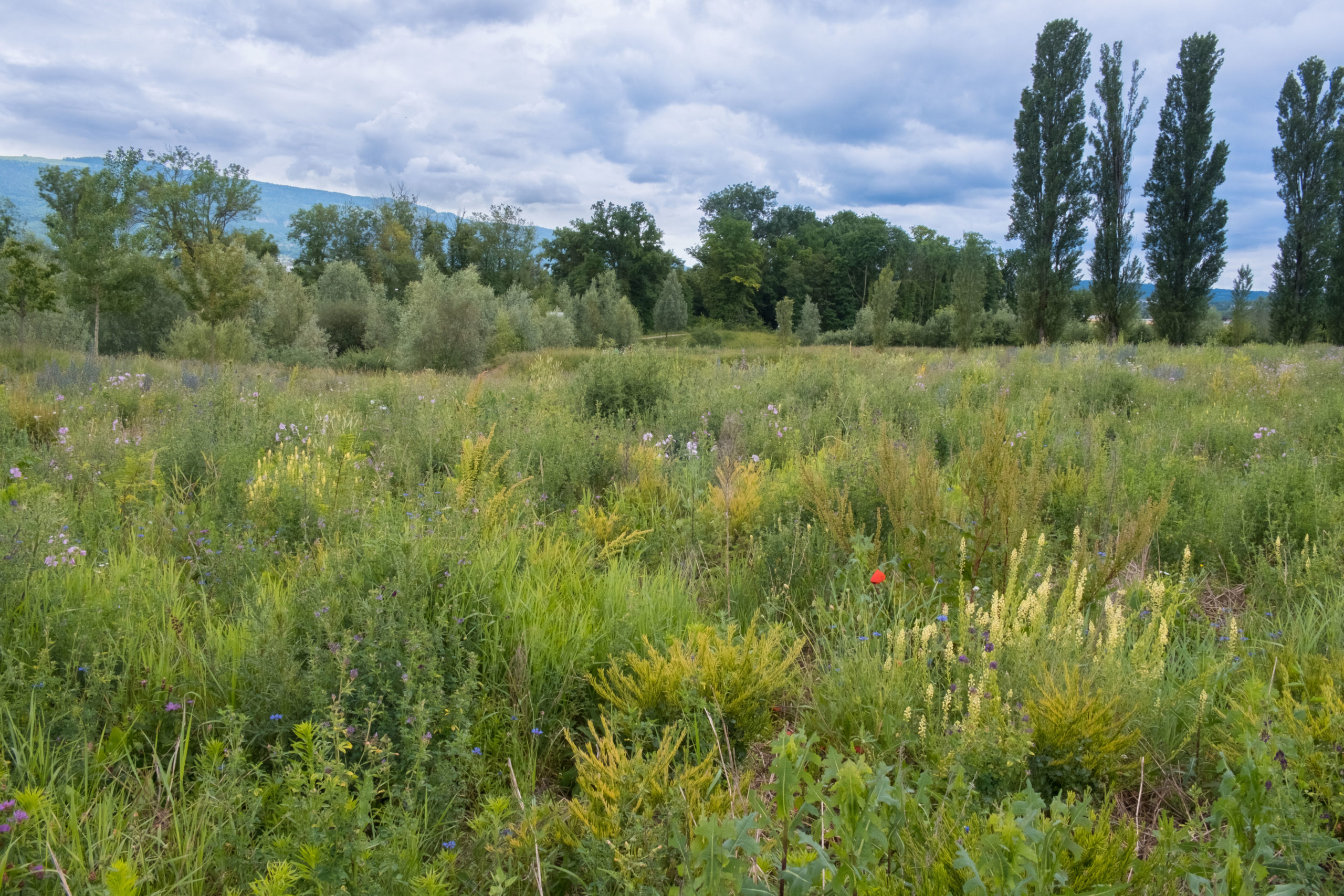 Spend Your Summer in the Geneva Countryside | Promenades autour de ...