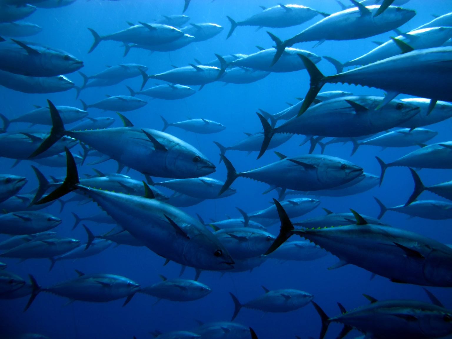 Steering towards tuna sustainability - UN Today